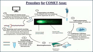 COMET assay for detection of DNA viability | PPTX