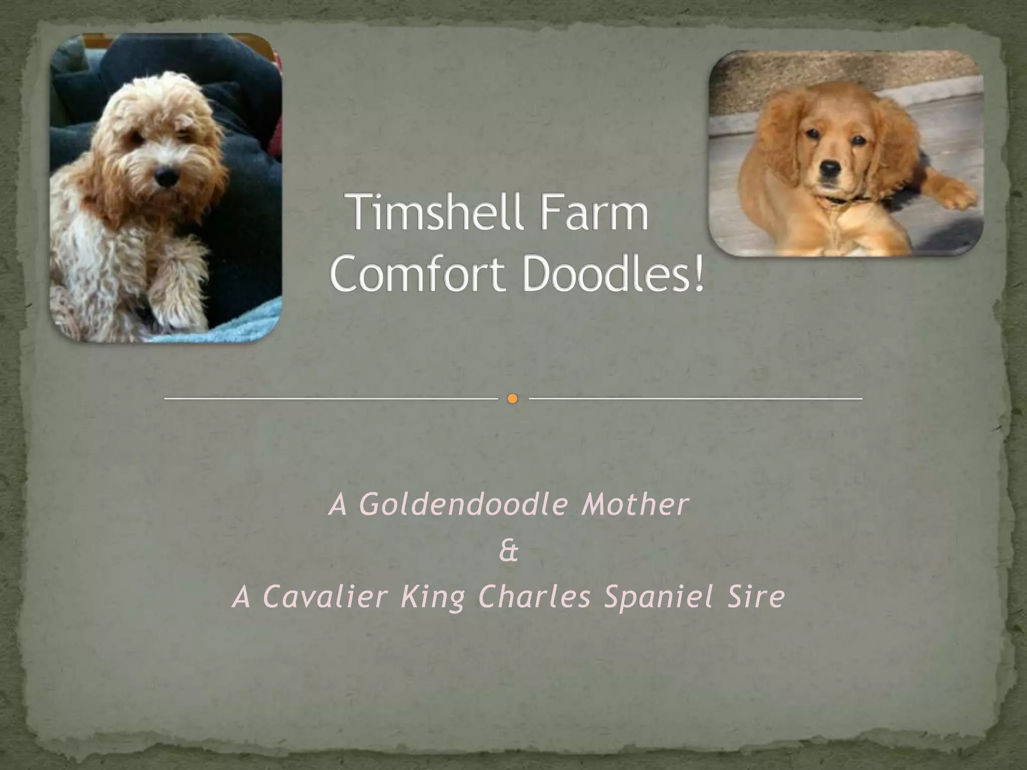 Golden CavaDoodles | PPTX