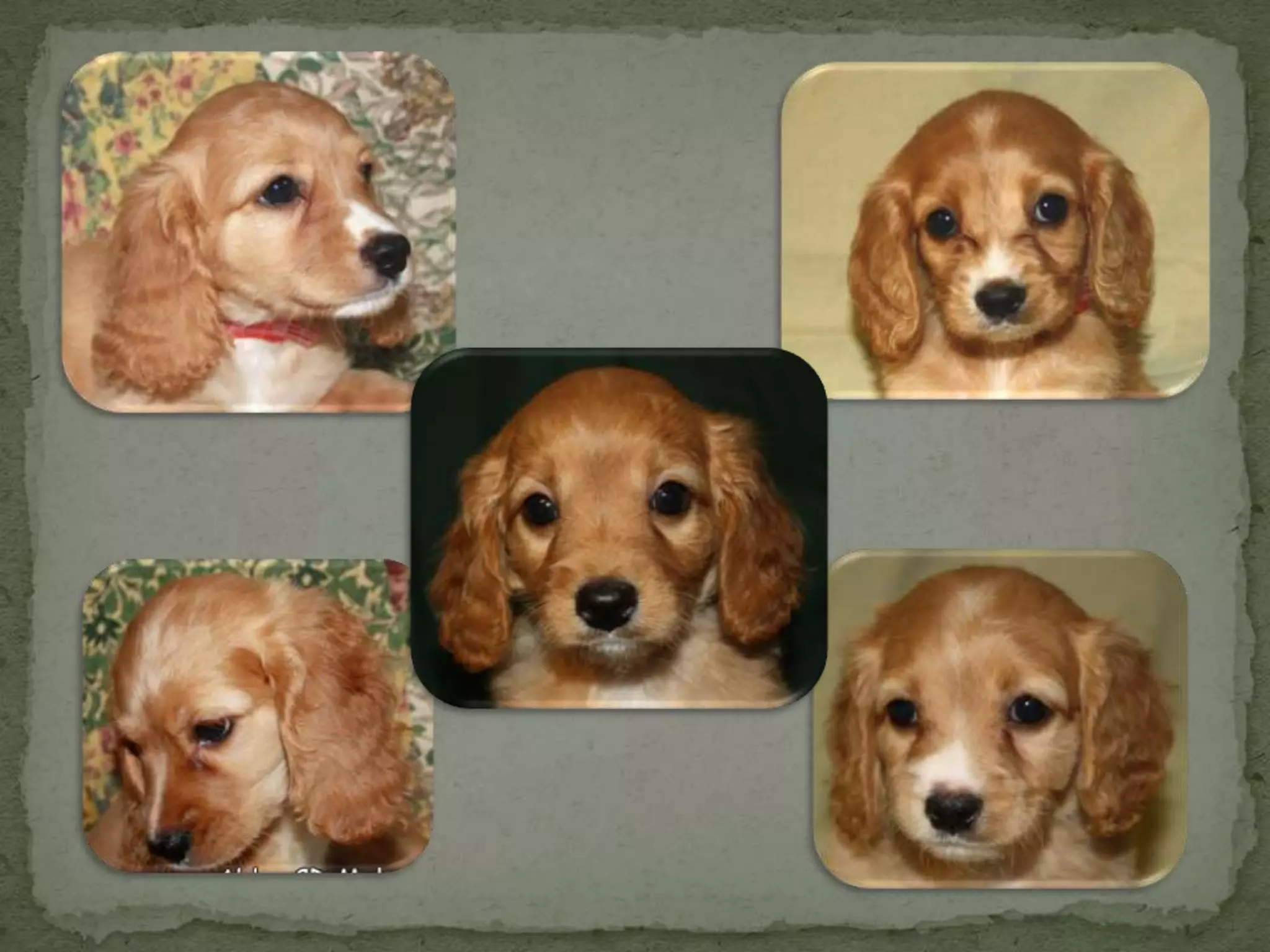 Golden CavaDoodles | PPTX