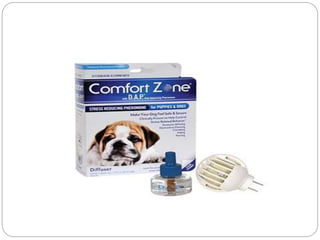 Comfort Zone Diffuser | PPT