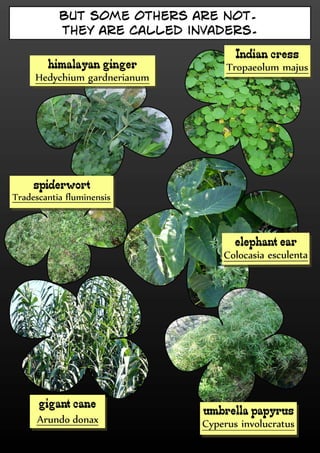 River project comin | PDF