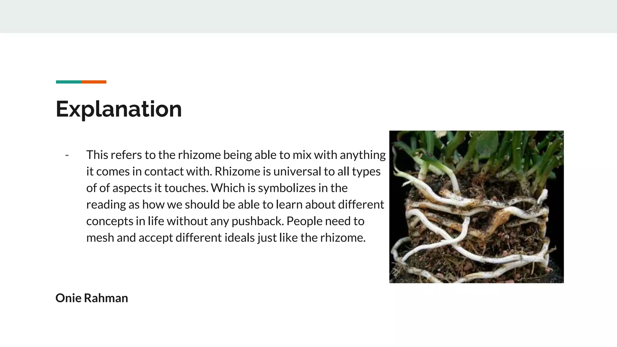 Rhizome | PPTX