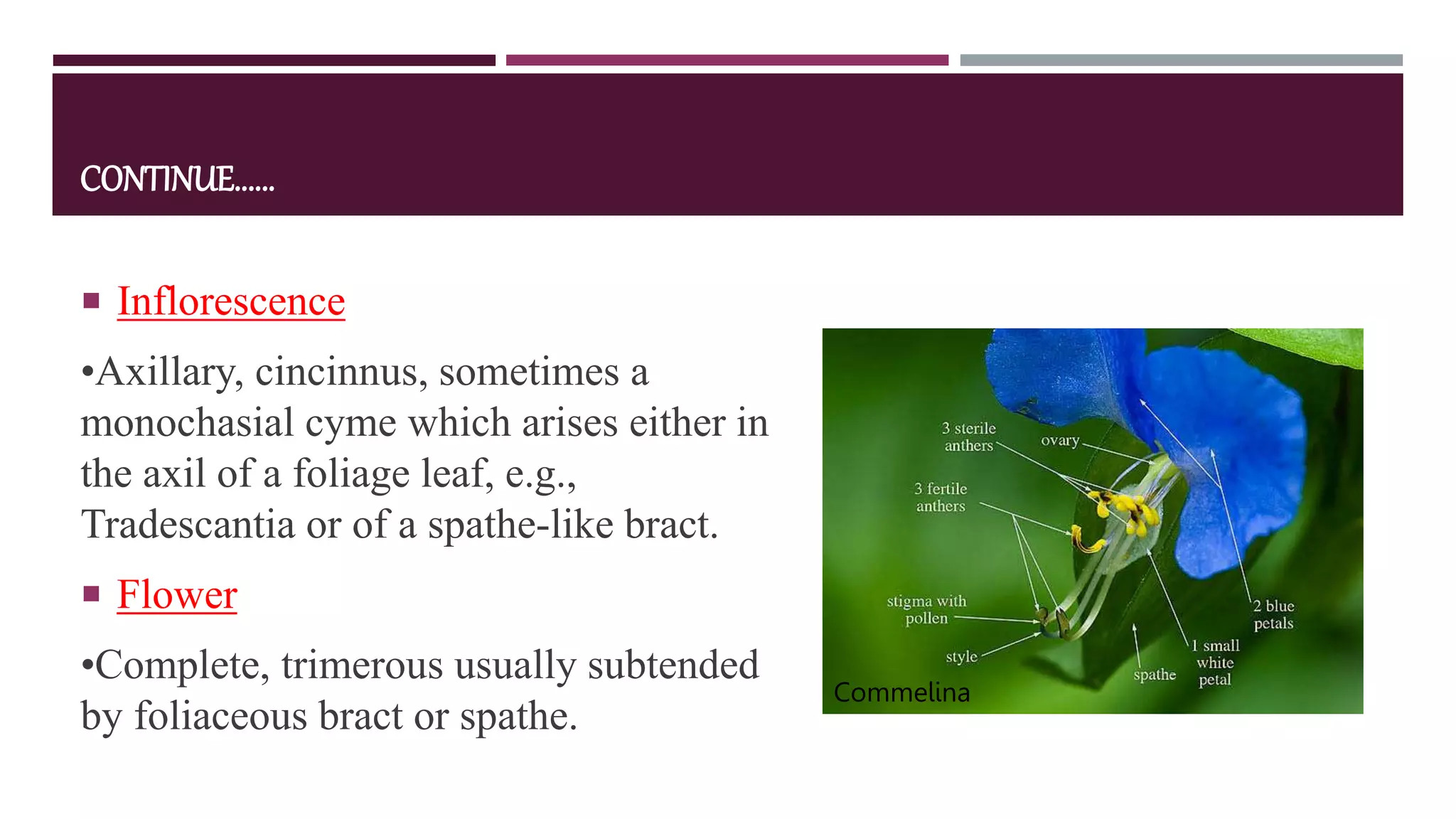 Commelinaceae family Ppt | PPTX