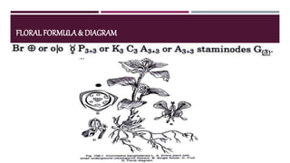 Commelinaceae family Ppt | PPTX