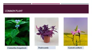 Commelinaceae family Ppt | PPTX