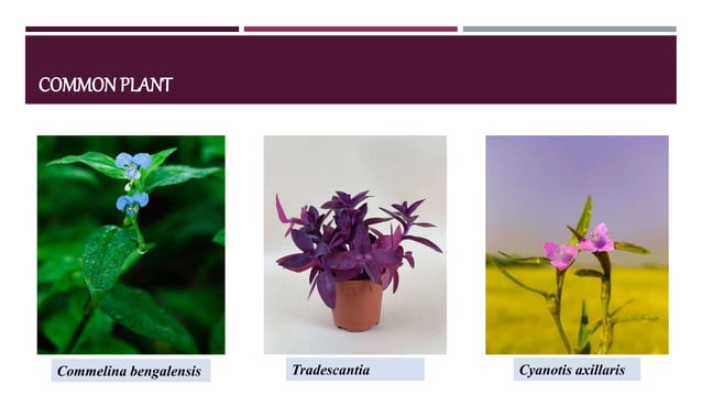 Commelinaceae family Ppt | PPTX | Gardening | Home & Garden