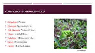 Commelinaceae family Ppt | PPTX