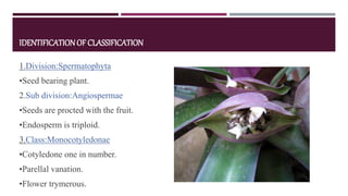 Commelinaceae family Ppt | PPTX