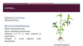 Commelinaceae family Ppt | PPTX