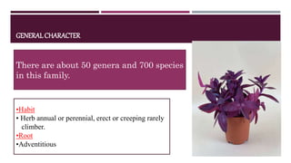 Commelinaceae family Ppt | PPTX