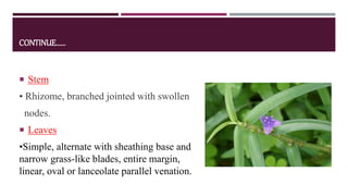 Commelinaceae family Ppt | PPTX