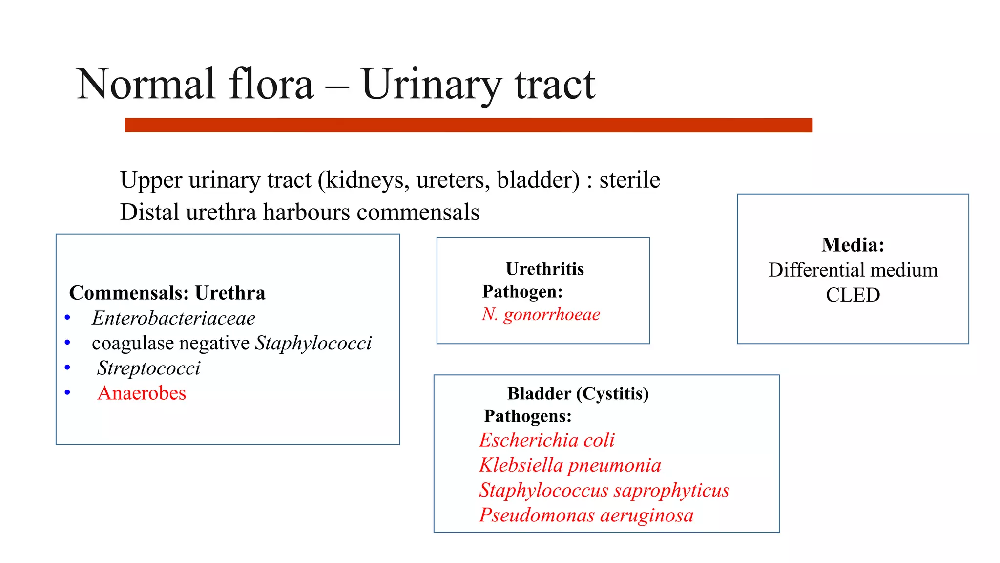 Commensal and pathogens | PPTX
