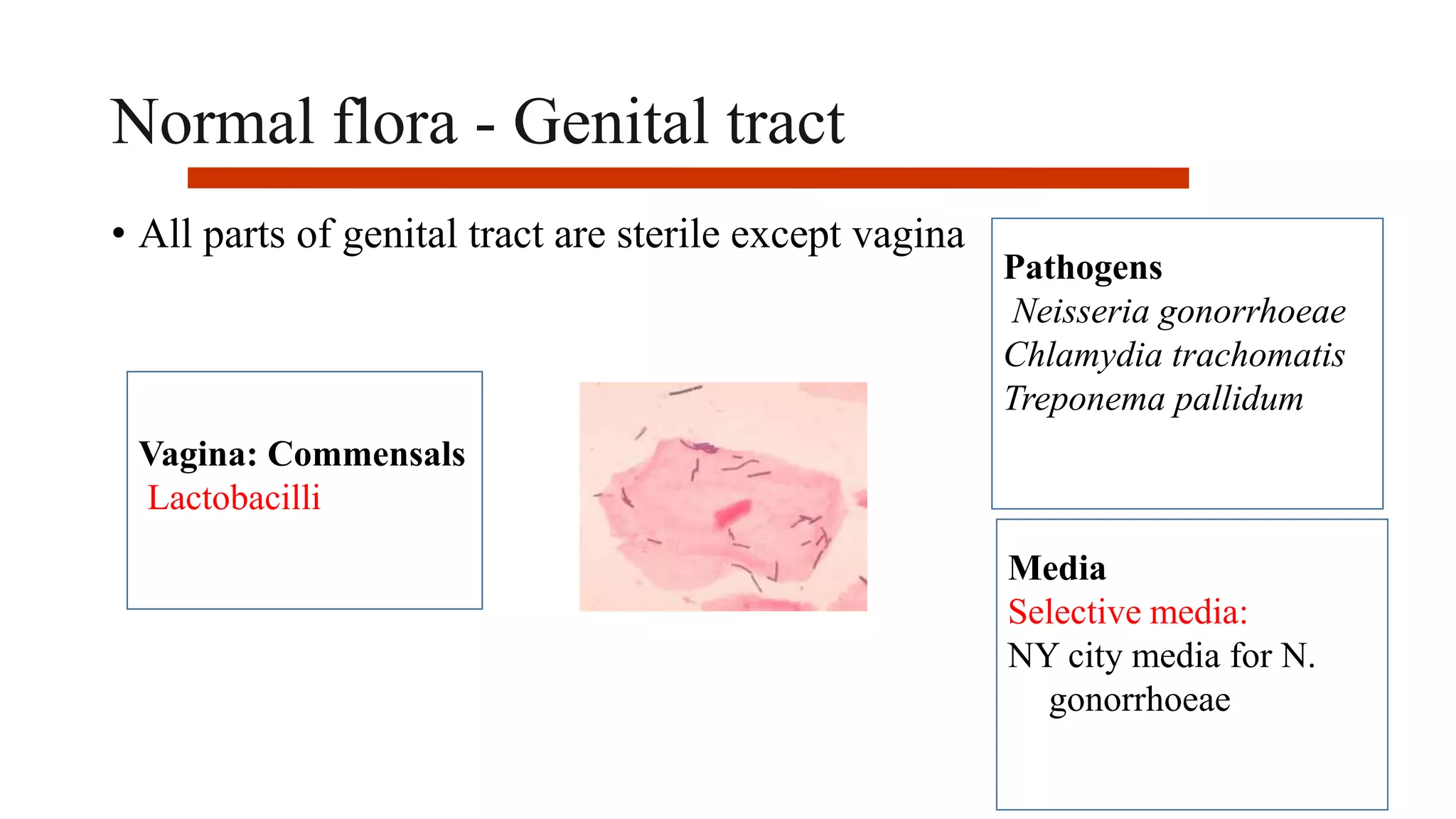 Commensal and pathogens | PPTX