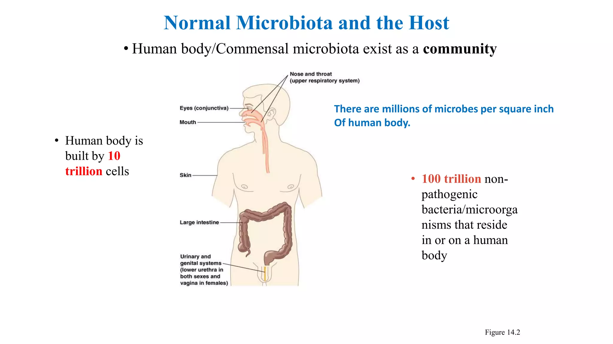 Commensal and pathogens | PPTX