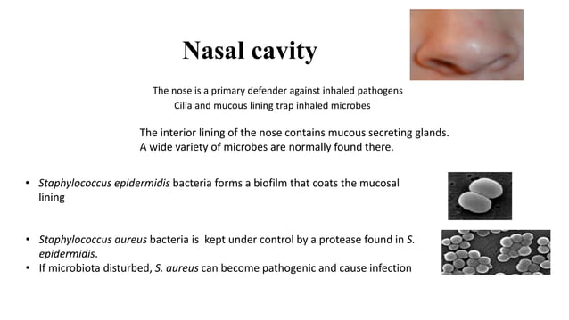 Commensal and pathogens | PPTX