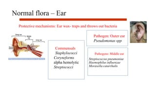 Commensal and pathogens | PPTX