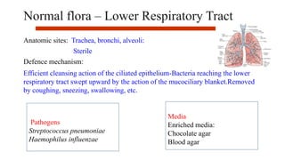 Commensal and pathogens | PPTX