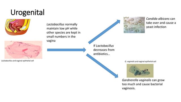Commensal and pathogens | PPTX