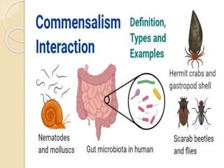 Commensalism | PPTX