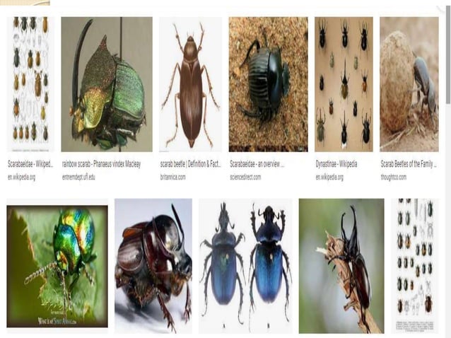 Commensalism | PPTX | Biological Sciences | Science