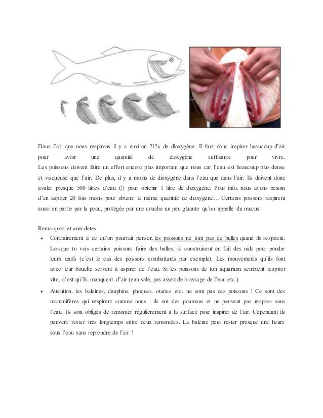 Comment les poissons respirent?