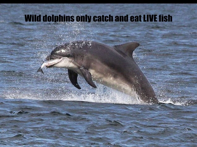 Captivity IS Cruelty | PPT