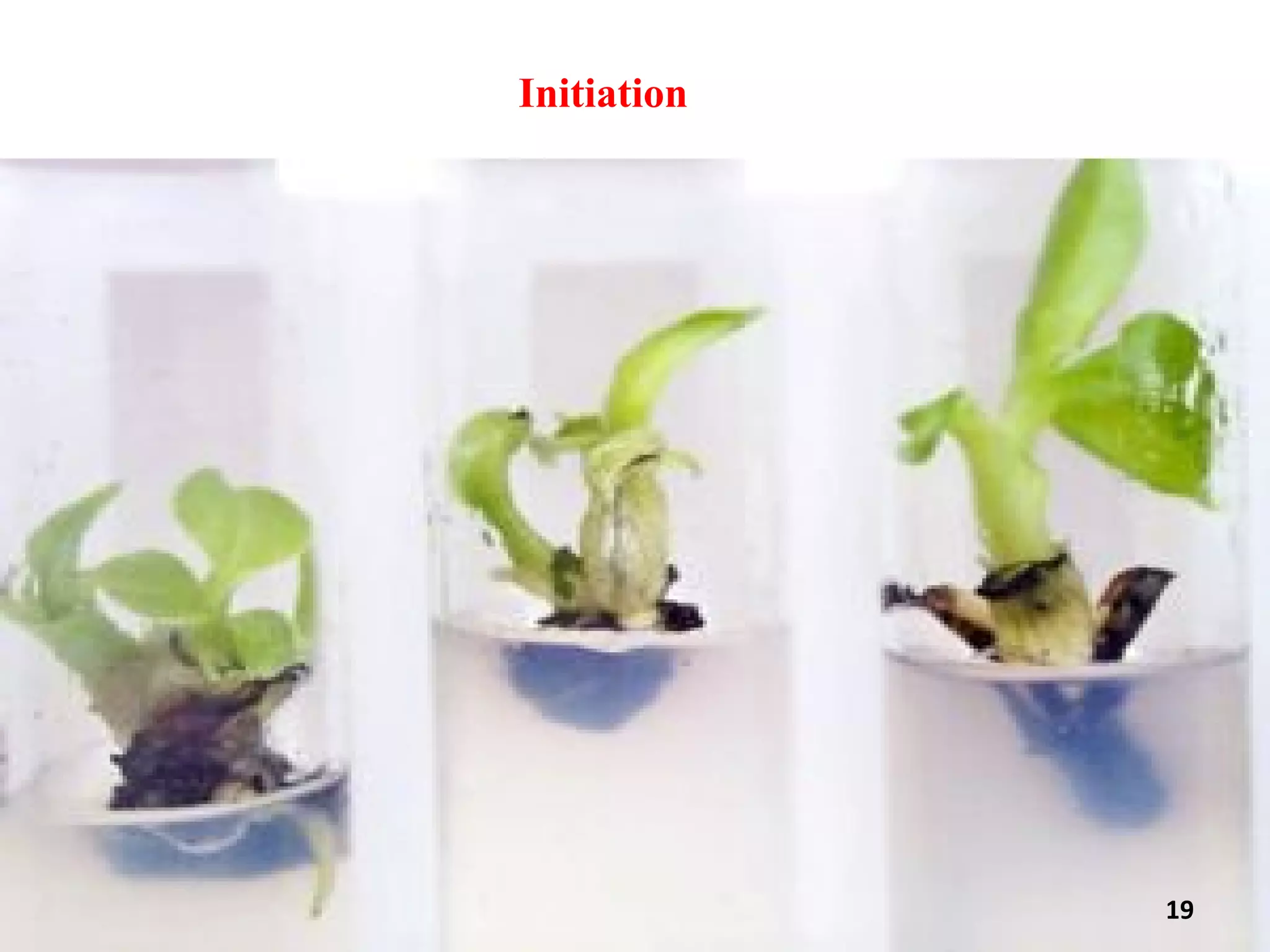 Commercial exploitation of micropropagation& its tech in fruit crops | PPT