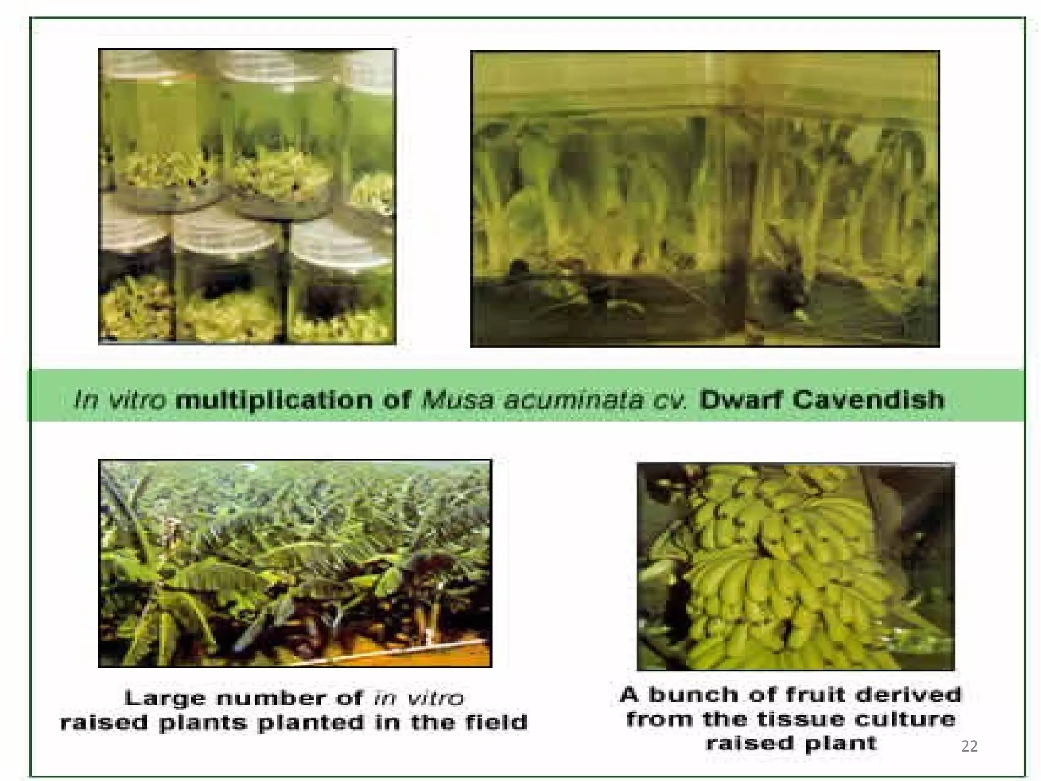 Commercial exploitation of micropropagation& its tech in fruit crops | PPT