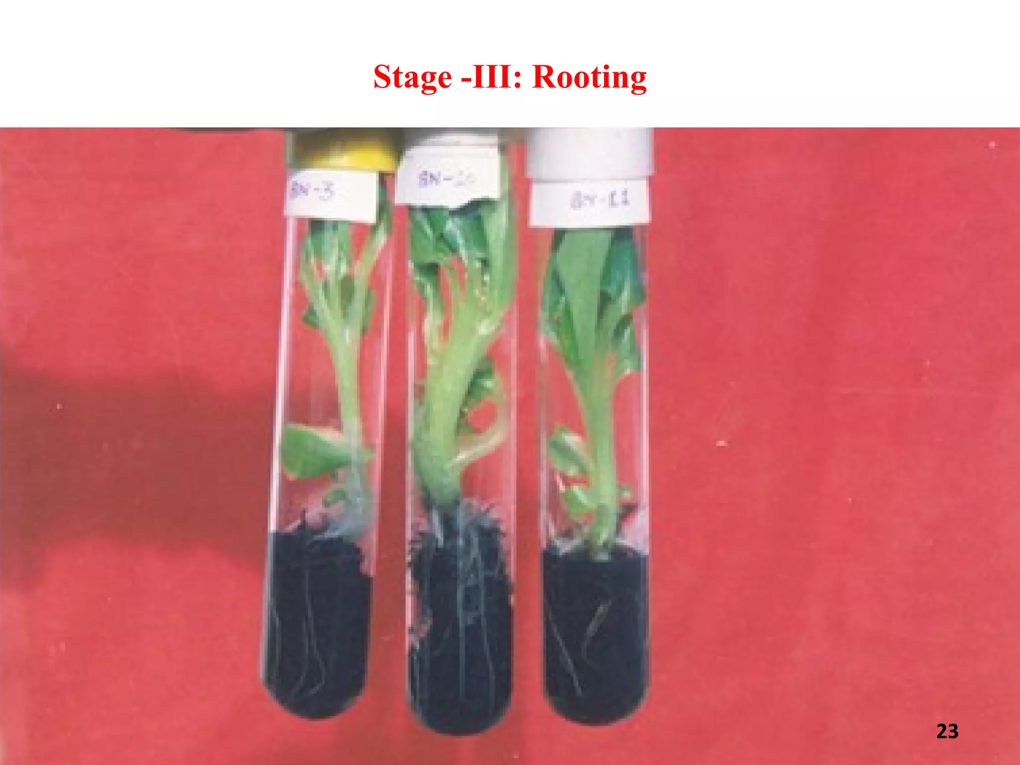 Commercial exploitation of micropropagation& its tech in fruit crops | PPT