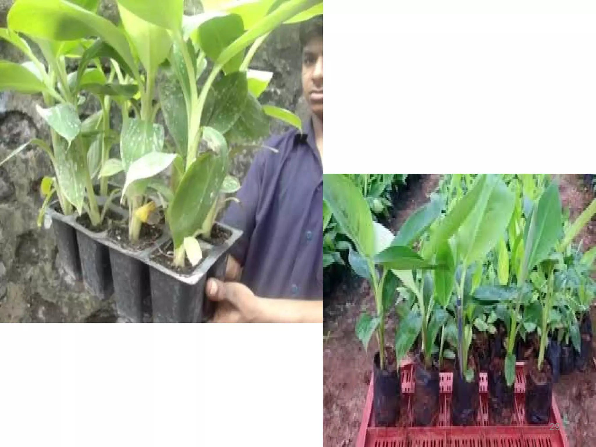 Commercial exploitation of micropropagation& its tech in fruit crops | PPT