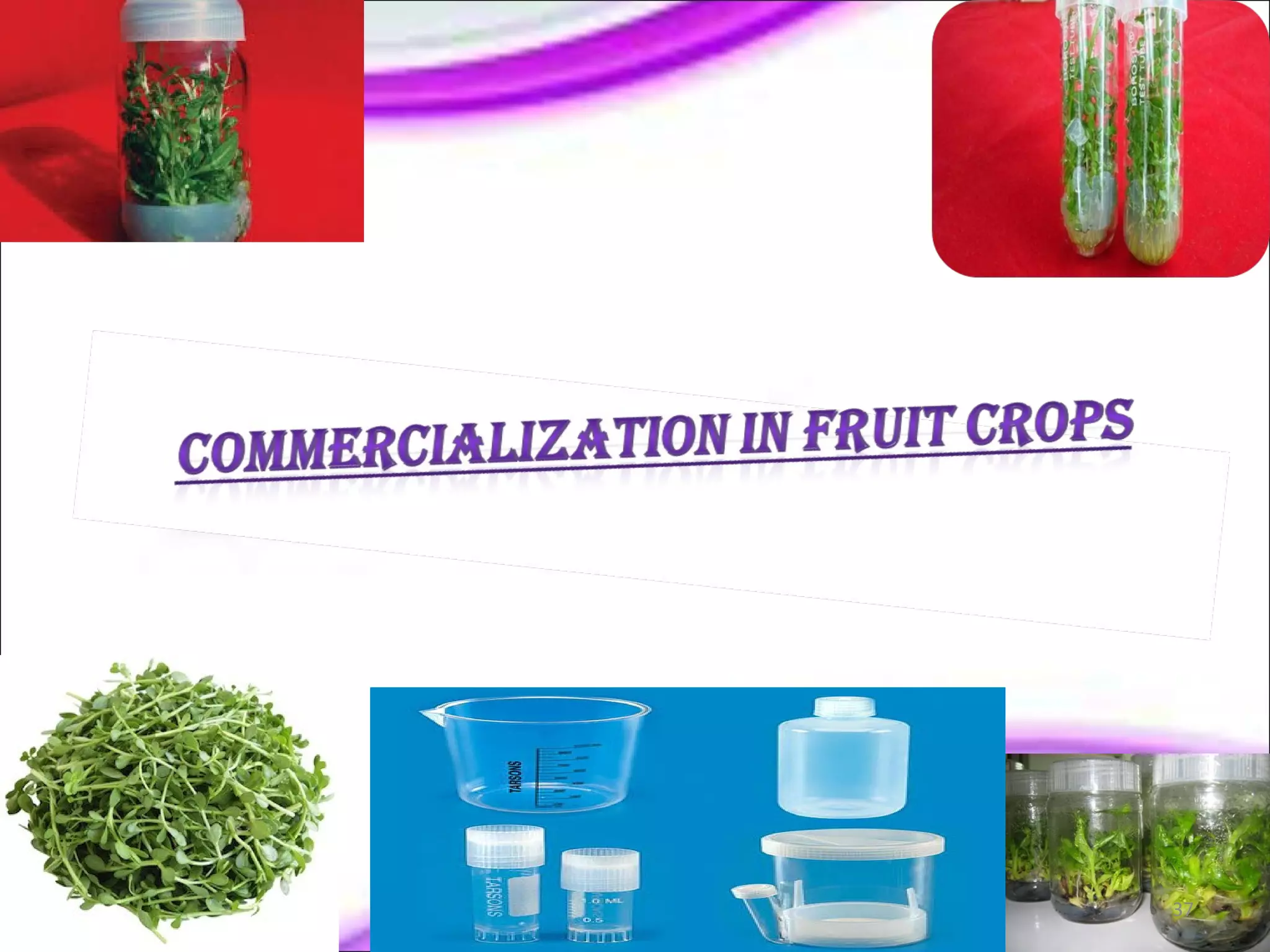 Commercial exploitation of micropropagation& its tech in fruit crops | PPT