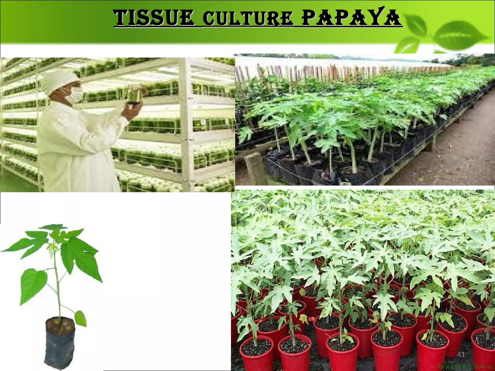 Commercial exploitation of micropropagation& its tech in fruit crops | PPT