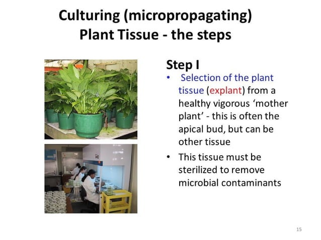 Commercial exploitation of micropropagation& its tech in fruit crops | PPT