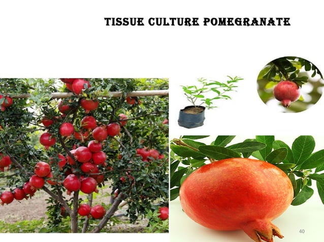 Commercial exploitation of micropropagation& its tech in fruit crops | PPT