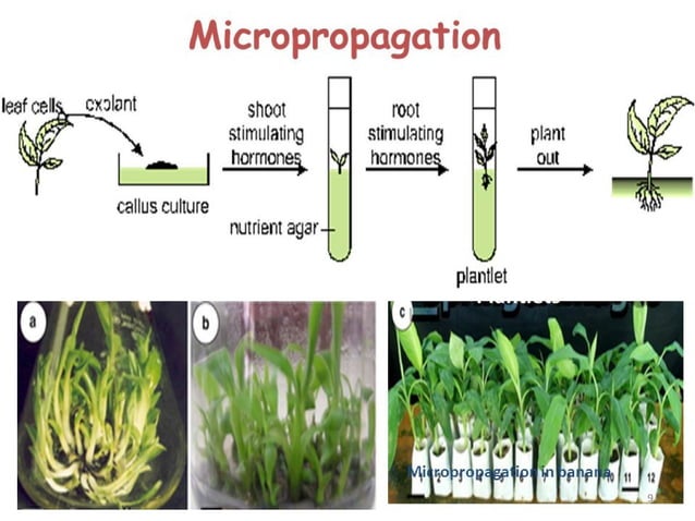 Commercial exploitation of micropropagation& its tech in fruit crops | PPT