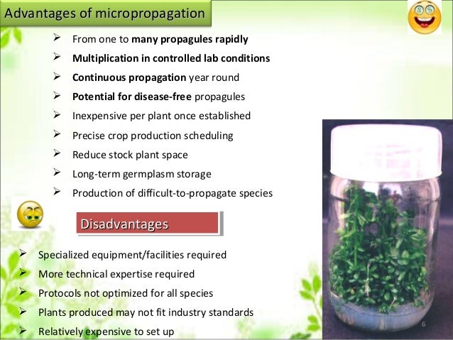 Commercial exploitation of micropropagation& its tech in fruit crops