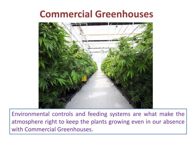 Greenhouse Project | PPTX