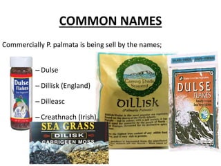 Commercial importance of palmaria palmata MA Qadar | PPTX