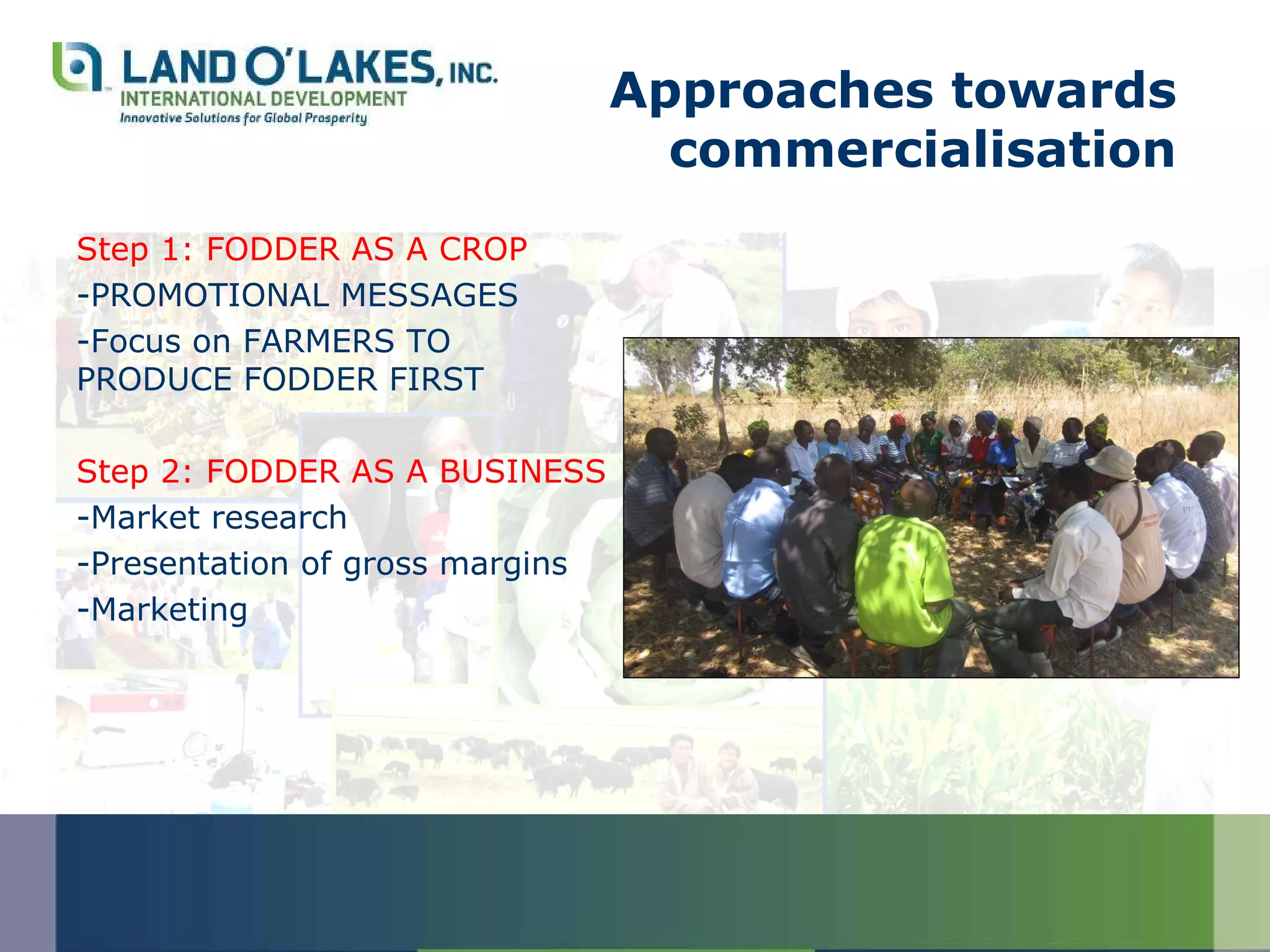 Commercialisation of fodder & fodder seed production by louise mugweni ...