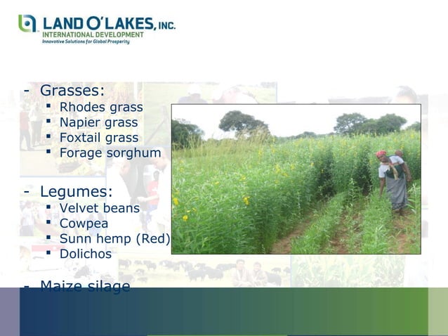Commercialisation of fodder & fodder seed production by louise mugweni | PPT