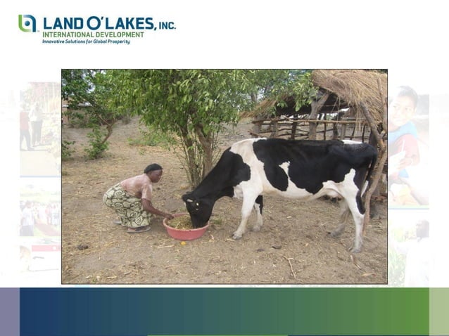 Commercialisation of fodder & fodder seed production by louise mugweni ...