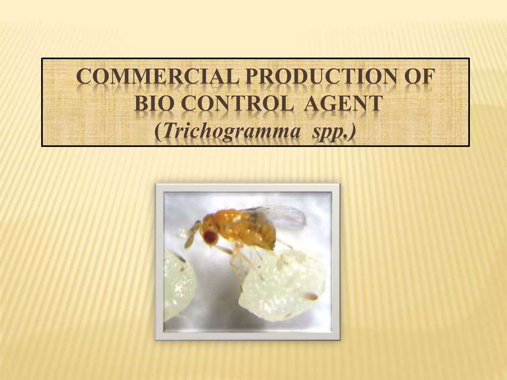 Commercial production biocontrol agent | PPTX