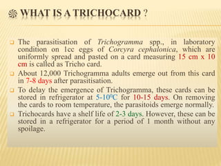 Commercial production biocontrol agent | PPTX