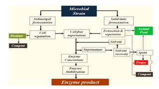 COMMERCIAL PRODUCTION OF ENZYMES.pptx | Chemistry | Science