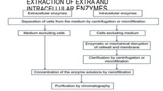 COMMERCIAL PRODUCTION OF ENZYMES.pptx | Chemistry | Science