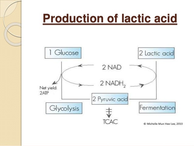 Commercial production of lactic acid
