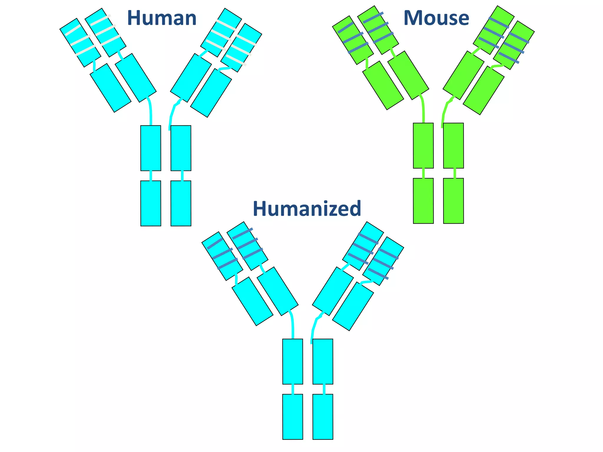 Commercial production of monoclonal antibodies & mABs produce by rdt | PPTX