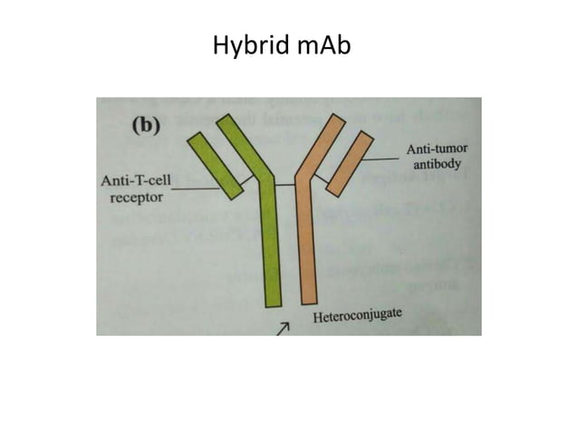 Commercial production of monoclonal antibodies & mABs produce by rdt | PPT
