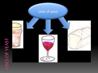 Commercial use of microorganisms | PPTX