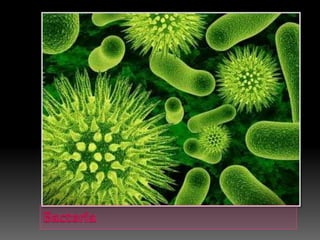 Commercial use of microorganisms | PPTX